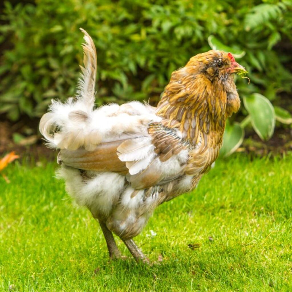 How Many Holes Does a Chicken Have? (Just One!) - Chicken & Chicks Info