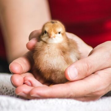 What Is an Egg Tooth? | How Chicks Hatch - Chicken & Chicks Info