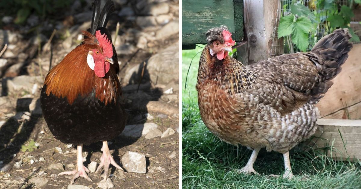 Altsteirer Chicken Breed Info - Chicken & Chicks Info