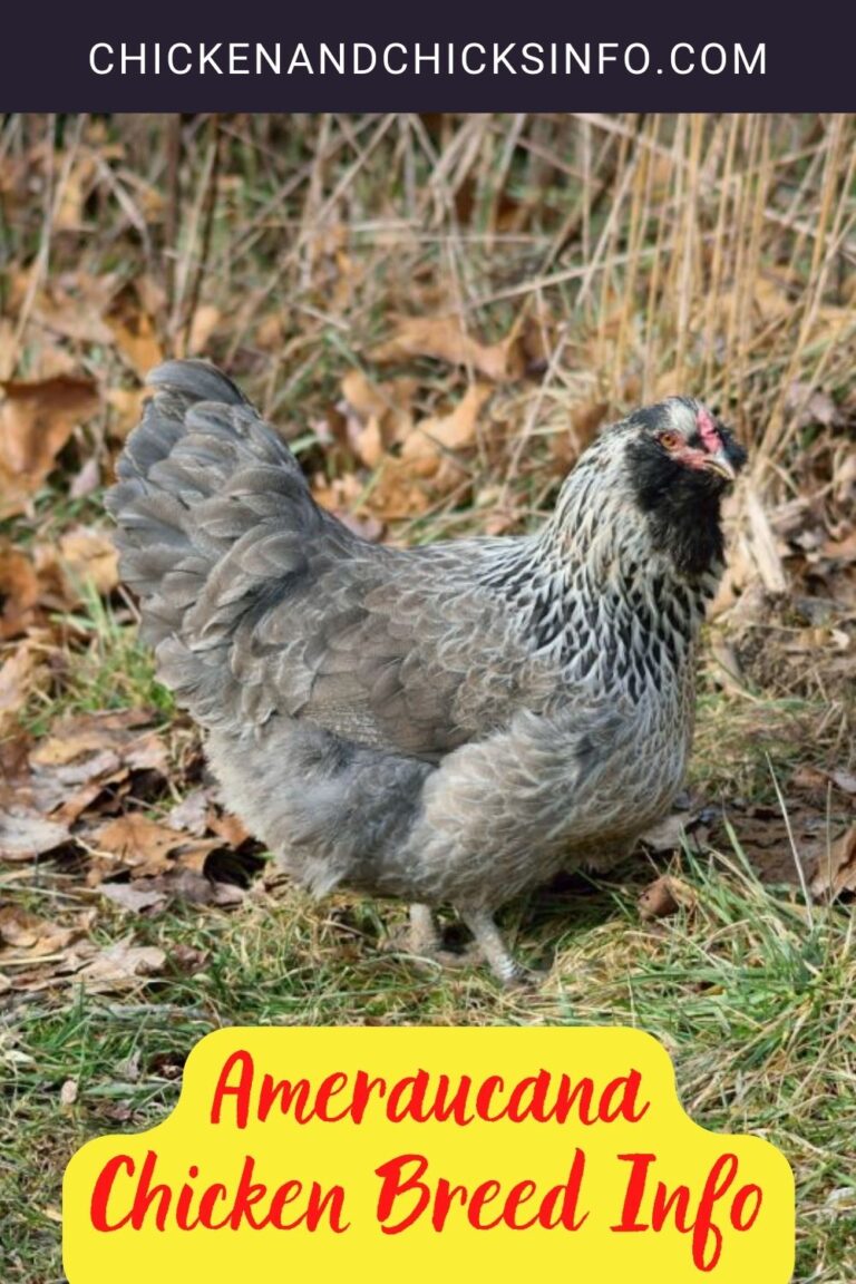 Ameraucana Chicken Breed Info + Where to Buy - Chicken & Chicks Info