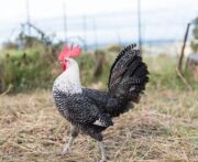 Ancona Chicken Breed Info - Chicken & Chicks Info