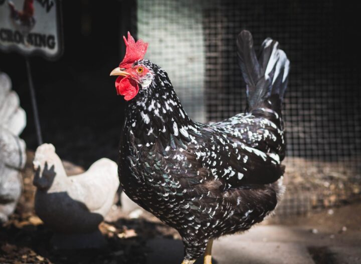 Ancona Chicken Breed Info - Chicken & Chicks Info