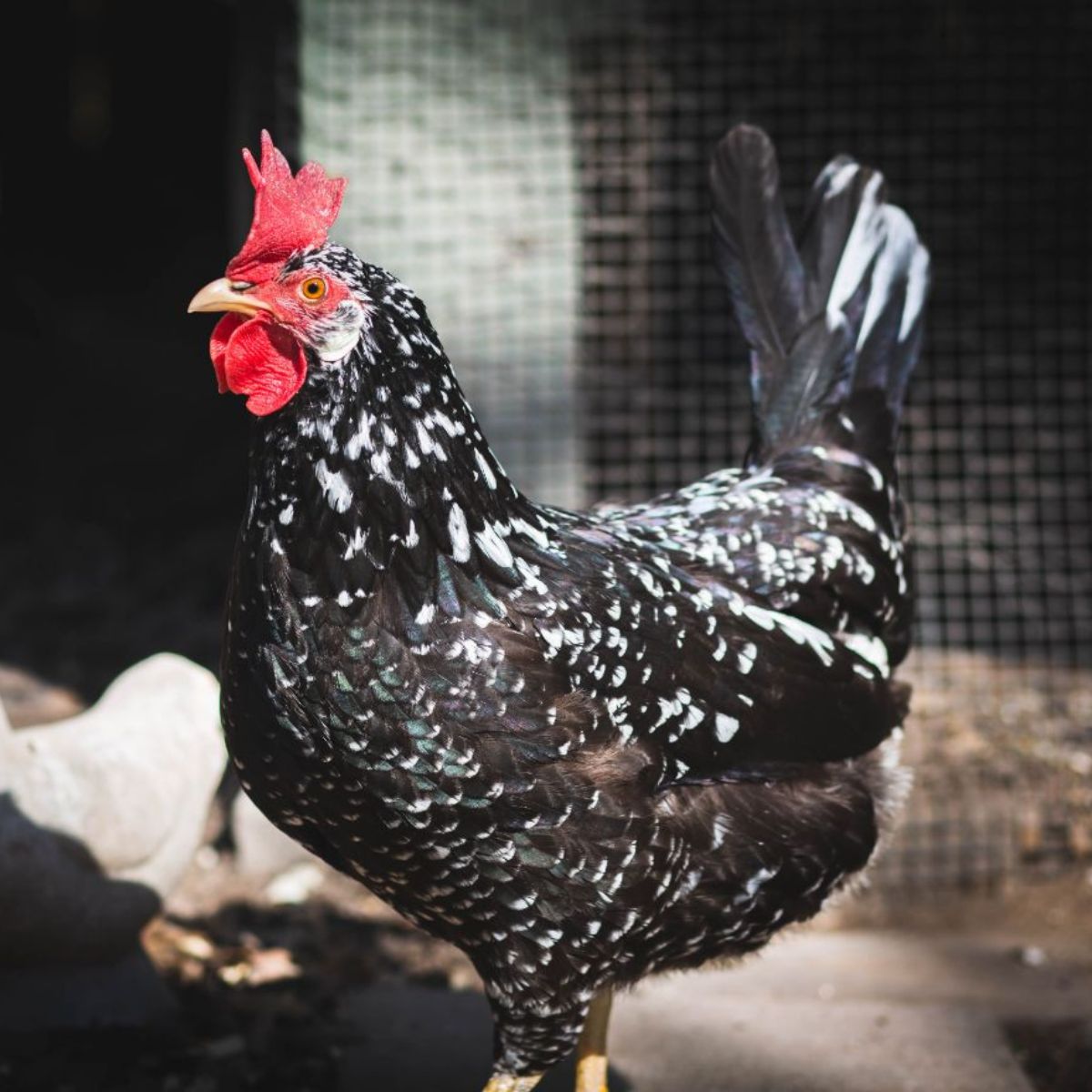 Chickens - Chicken & Chicks Info