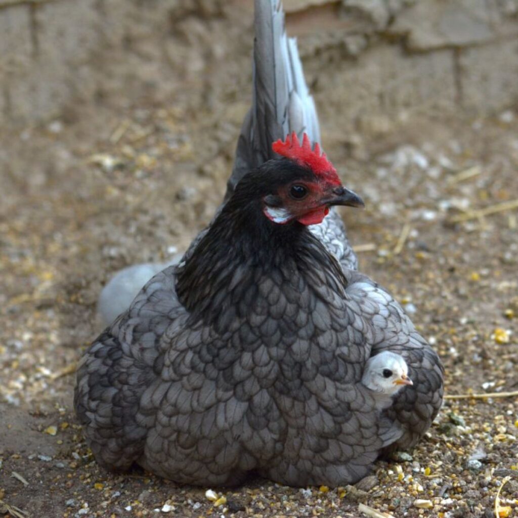 Breeds - Chicken & Chicks Info