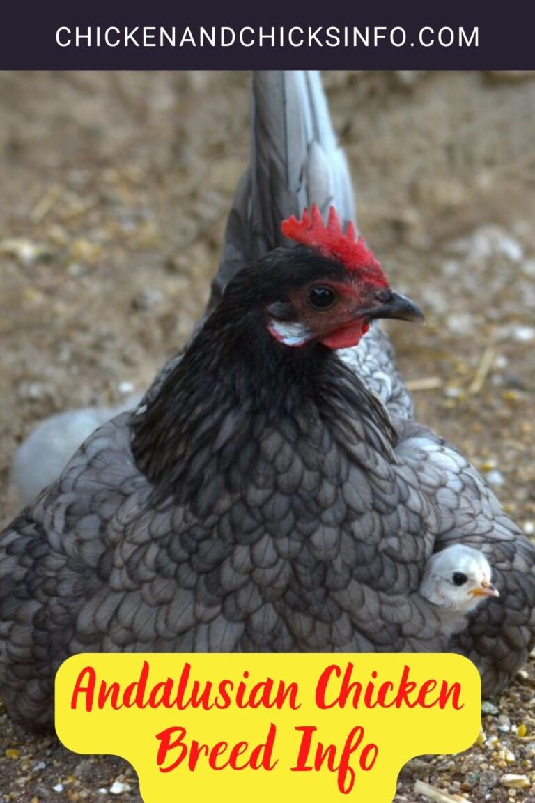 Andalusian Chicken Breed Info - Chicken & Chicks Info