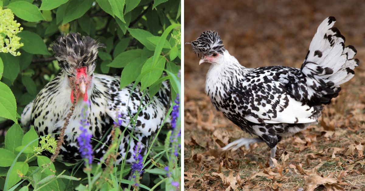 Appenzeller Spitzhauben Chicken Breed Info + Where to Buy - Chicken ...