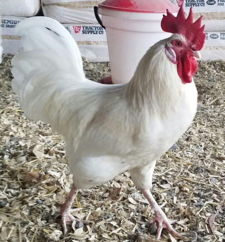 Austra White Chicken Breed Info + Where to Buy - Chicken & Chicks Info