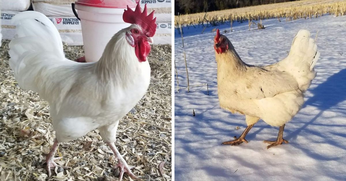 Austra White Chicken Breed Info + Where to Buy - Chicken & Chicks Info