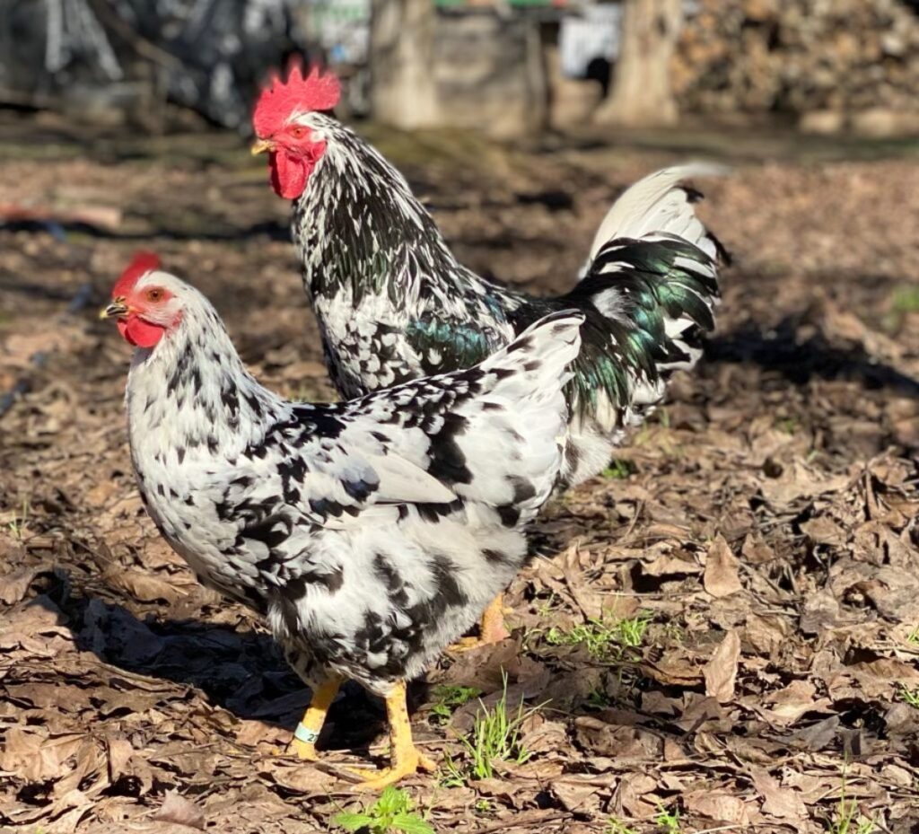 Asturian Painted Hen Chicken Breed Info - Chicken & Chicks Info