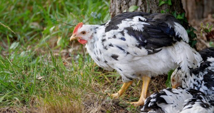 Asturian Painted Hen Chicken Breed Info - Chicken & Chicks Info