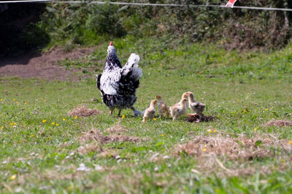 Asturian Painted Hen Chicken Breed Info - Chicken & Chicks Info