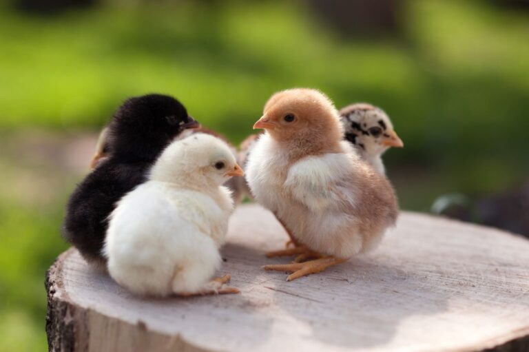 A Guide to Buying Chicks Through the Mail - Chicken & Chicks Info