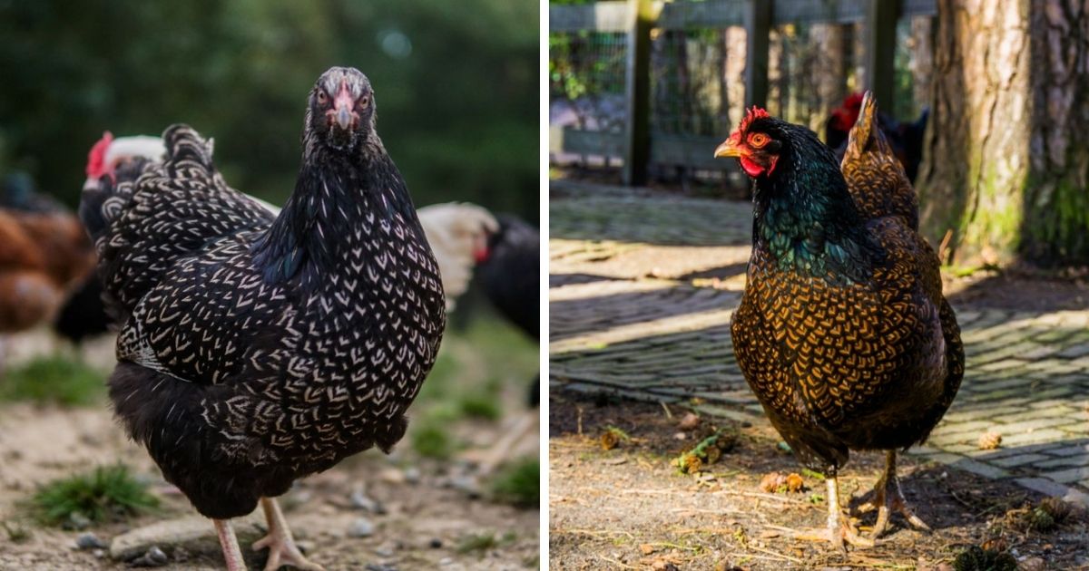 Barnevelder Chicken Breed Info + Where to Buy - Chicken & Chicks Info