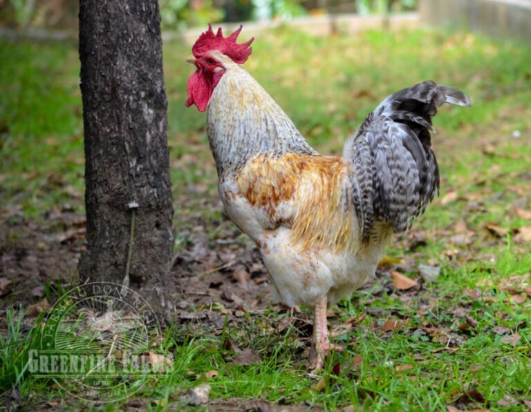 Basque Chicken Breed Info - Chicken & Chicks Info
