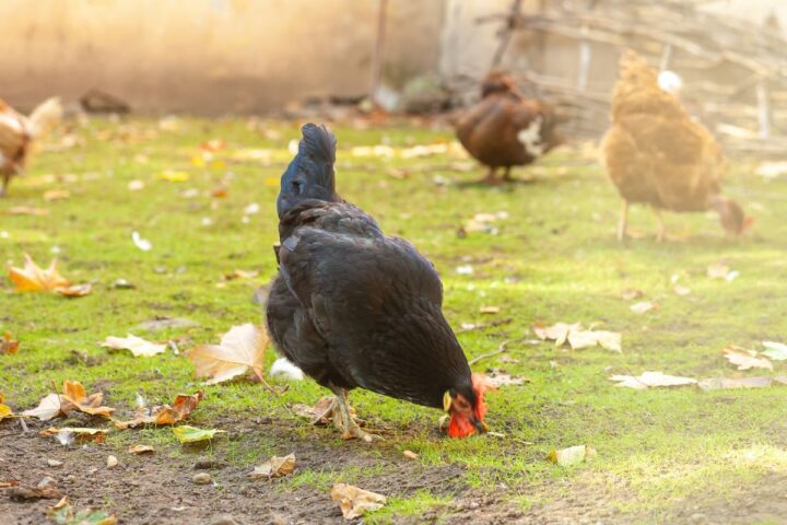 Black Copper Marans Chicken Breed Info + Where to Buy - Chicken ...