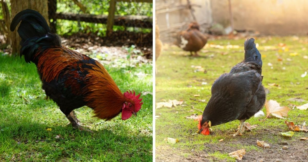 Black Copper Marans Chicken Breed Info + Where to Buy - Chicken ...