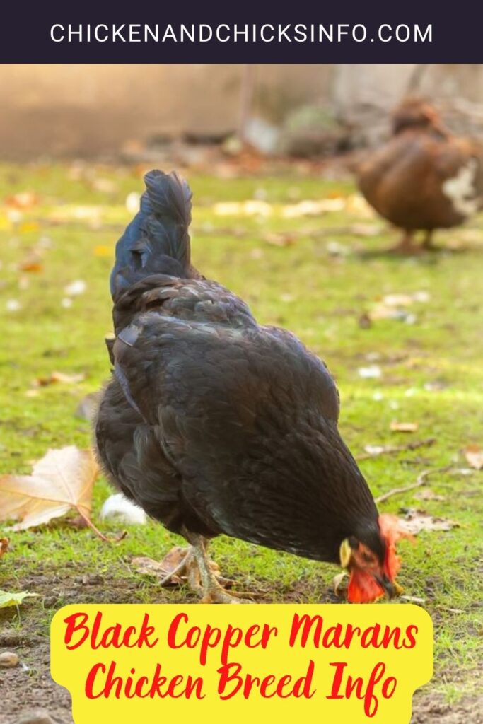 Black Copper Marans Chicken Breed Info + Where to Buy - Chicken ...