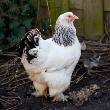 What Is an Egg Tooth? | How Chicks Hatch - Chicken & Chicks Info