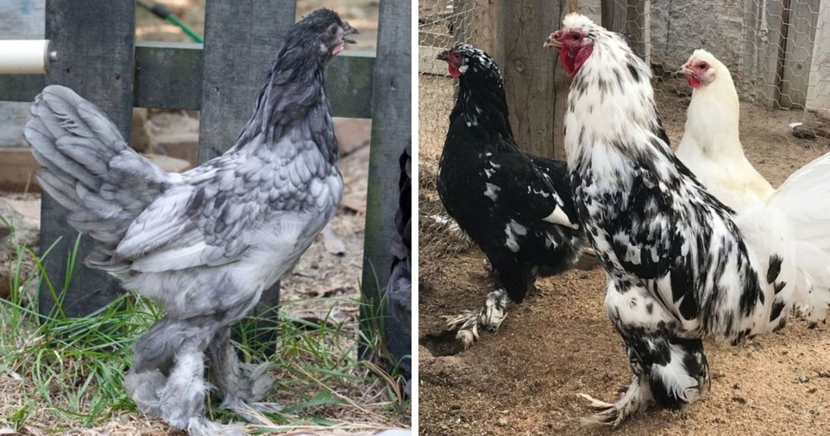 Breda Chicken Breed Info - Chicken & Chicks Info