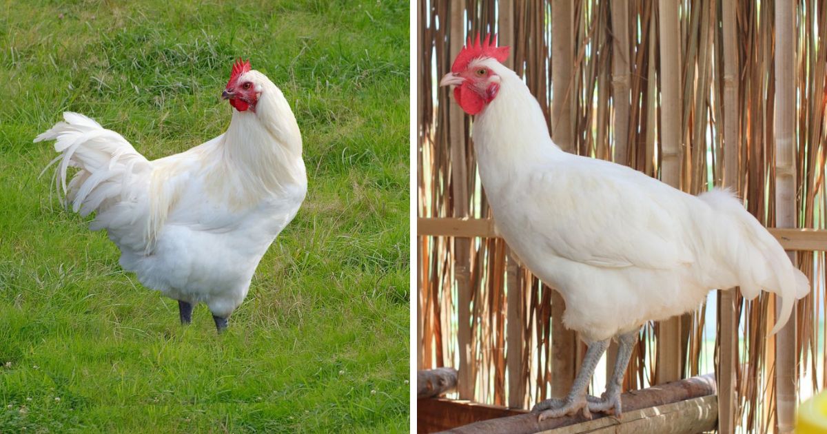 Bresse Chicken Breed Info - Chicken & Chicks Info