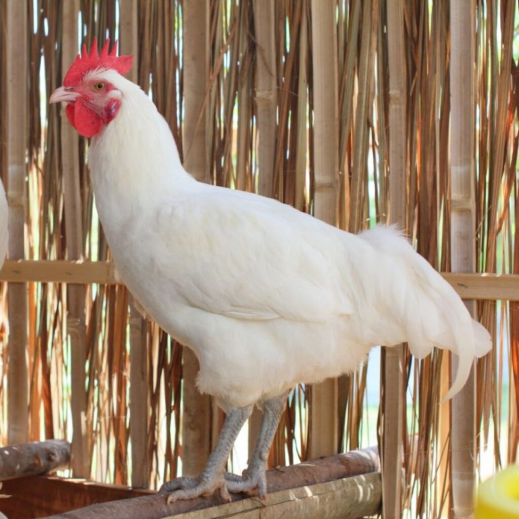 Chickens - Chicken & Chicks Info