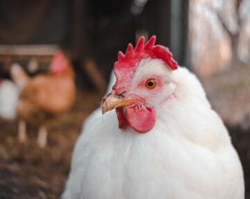 California White Chicken Breed Info + Where to Buy - Chicken & Chicks Info