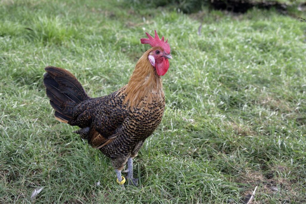 Campine Chicken Breed Info - Chicken & Chicks Info