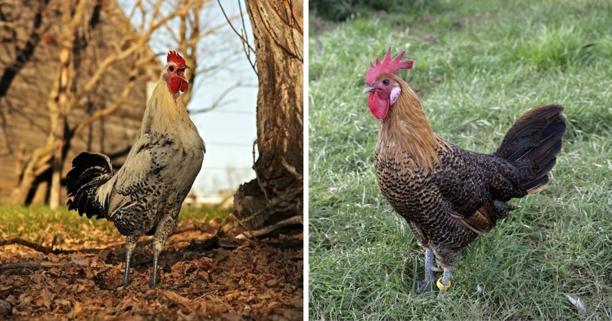 Campine Chicken Breed Info - Chicken & Chicks Info