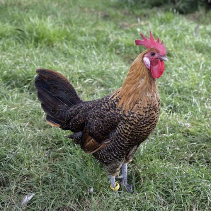 Breeds - Chicken & Chicks Info