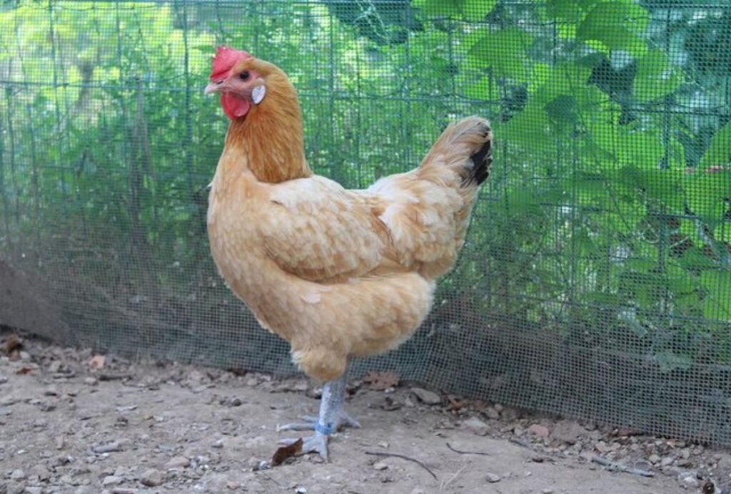 Catalana Chicken Breed Info - Chicken & Chicks Info