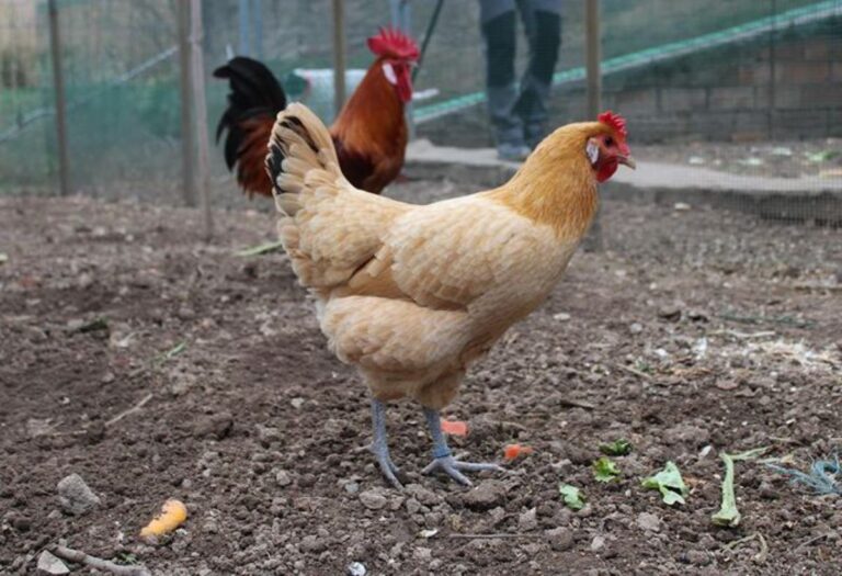Catalana Chicken Breed Info - Chicken & Chicks Info
