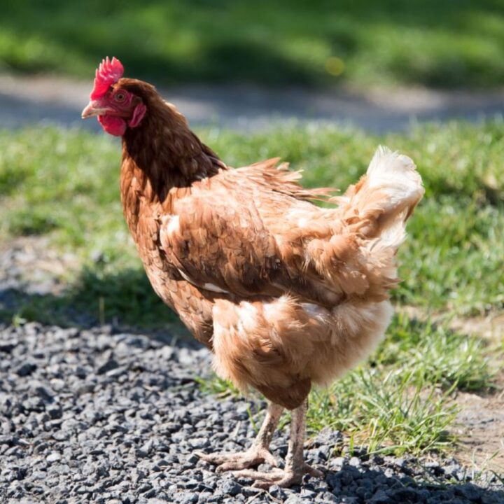 Breeds - Chicken & Chicks Info