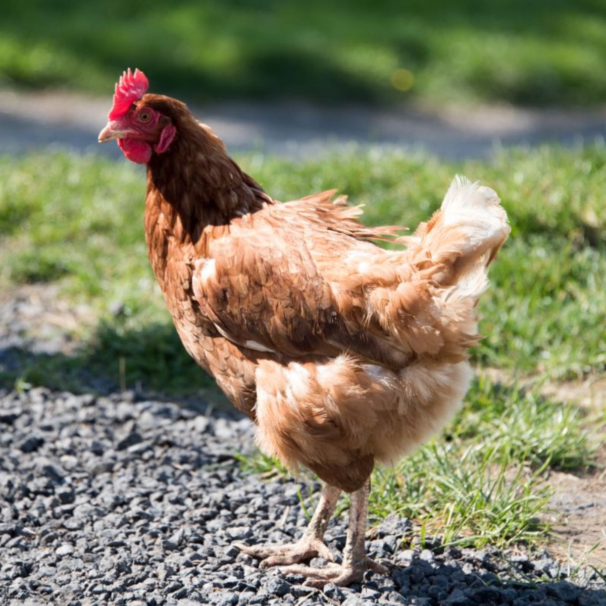 Chickens - Chicken & Chicks Info