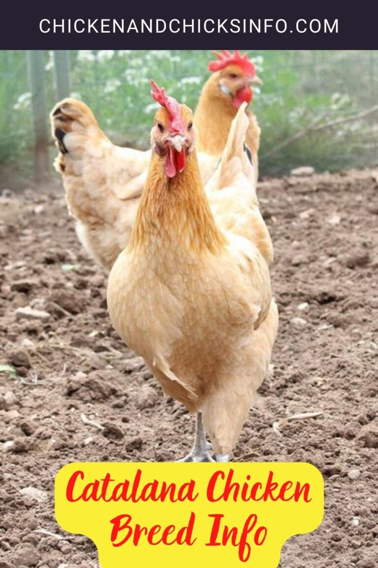 Catalana Chicken Breed Info - Chicken & Chicks Info