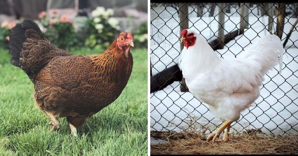 Chantecler Chicken Breed Info + Where to Buy - Chicken & Chicks Info