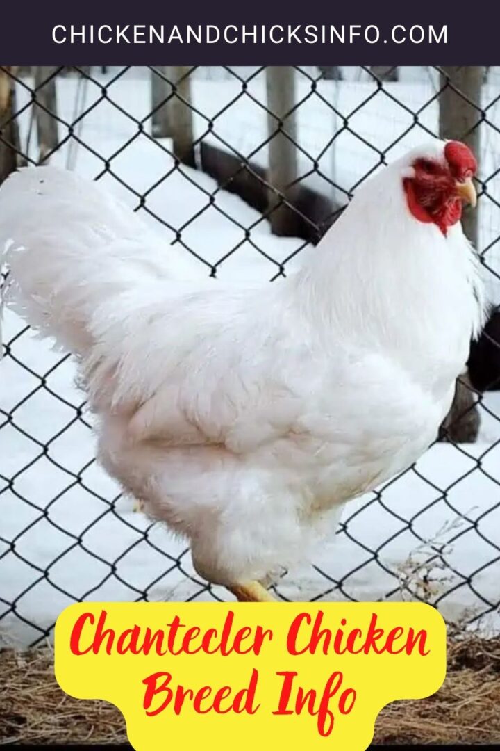Chantecler Chicken Breed Info + Where to Buy - Chicken & Chicks Info