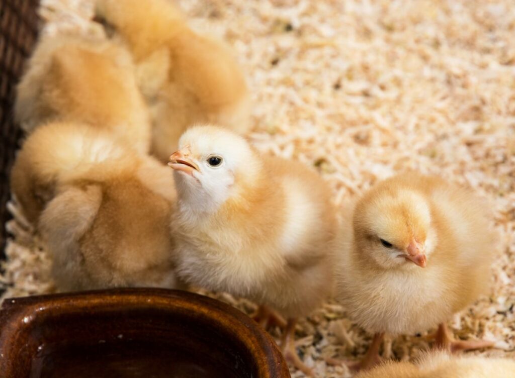 A Guide to Buying Chicks Through the Mail - Chicken & Chicks Info
