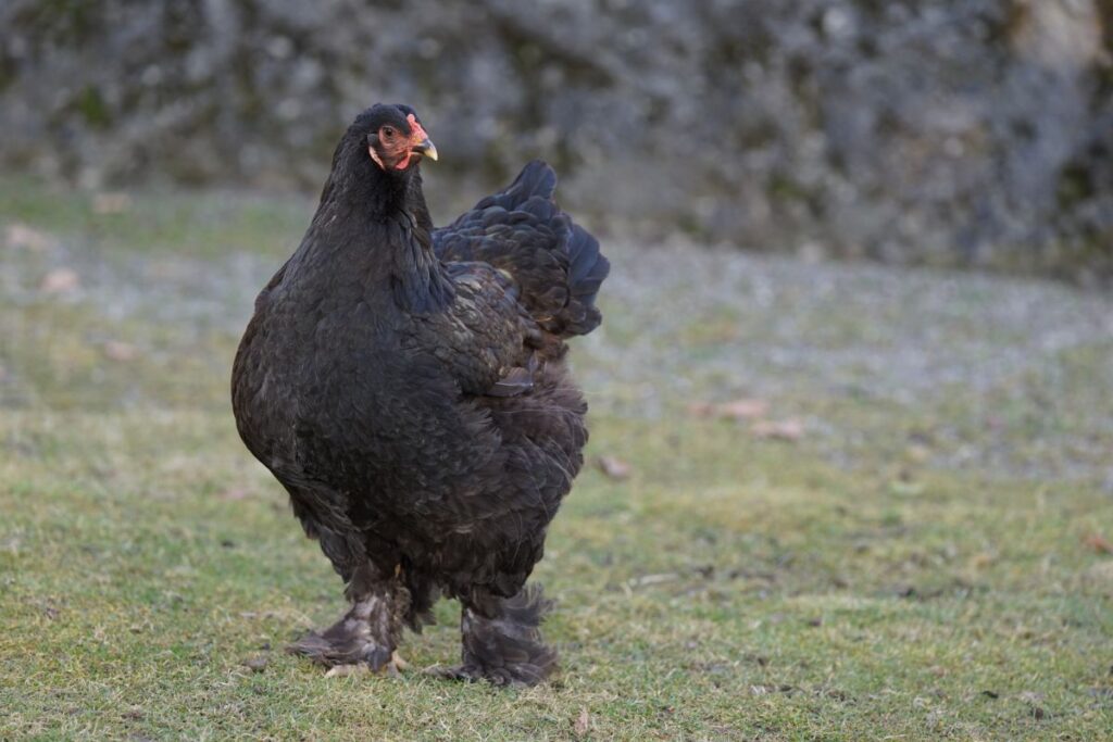 Cochin Chicken Breed Info + Where to Buy - Chicken & Chicks Info