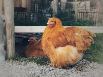 Cochin Chicken Breed Info + Where to Buy - Chicken & Chicks Info