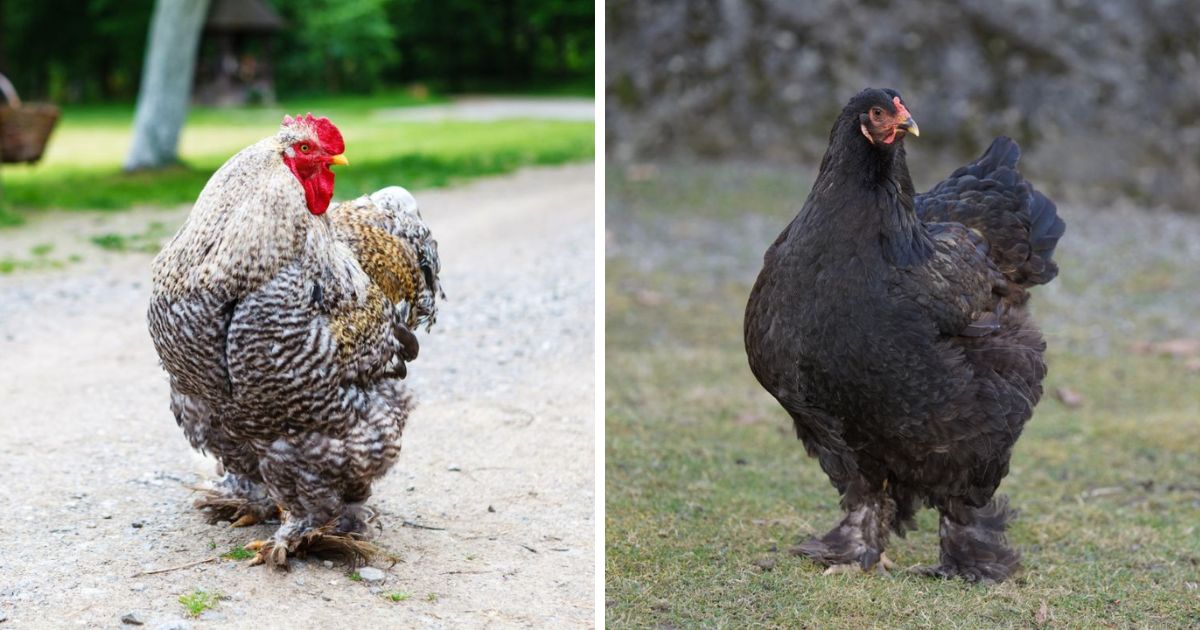 Cochin Chicken Breed Info + Where to Buy - Chicken & Chicks Info