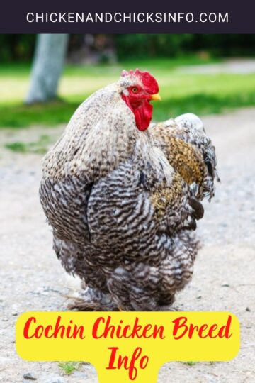 Cochin Chicken Breed Info + Where to Buy - Chicken & Chicks Info