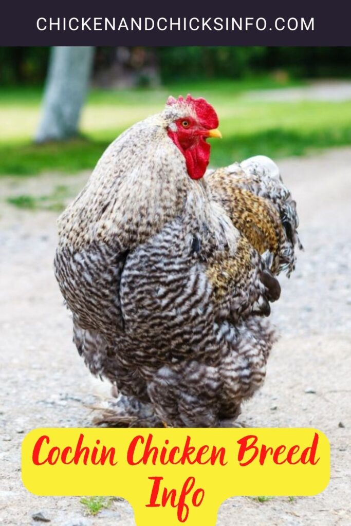 Cochin Chicken Breed Info + Where to Buy - Chicken & Chicks Info