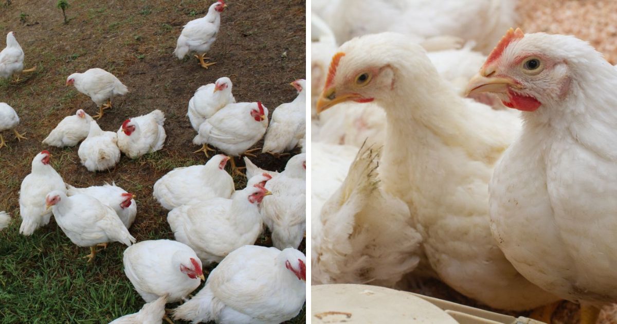 Cornish Cross Chicken Breed Info + Where to Buy - Chicken & Chicks Info