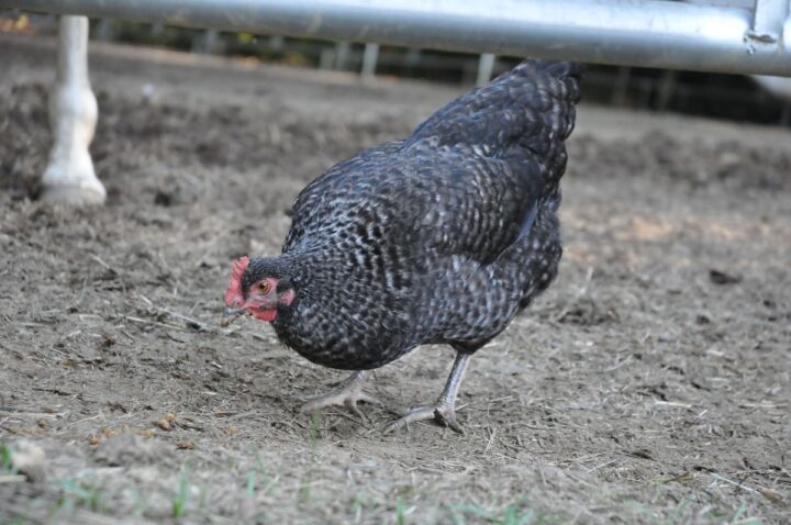 Cuckoo Marans Chicken Breed Info + Where to Buy - Chicken & Chicks Info