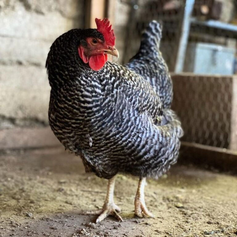 Cuckoo Marans Chicken Breed Info + Where to Buy - Chicken & Chicks Info