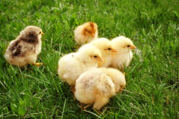 A Guide to Buying Chicks Through the Mail - Chicken & Chicks Info
