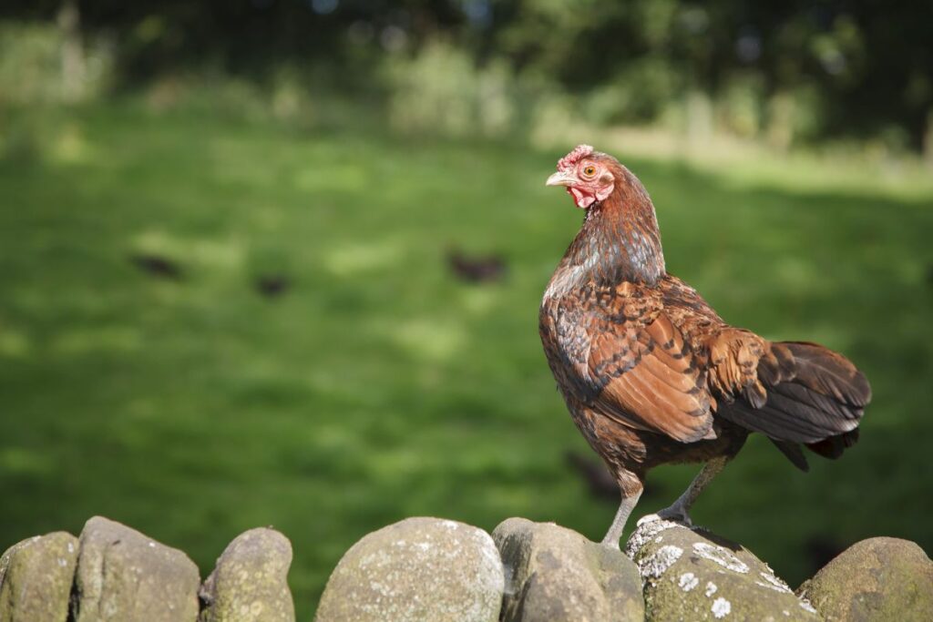 Derbyshire Redcap Chicken Breed Info - Chicken & Chicks Info