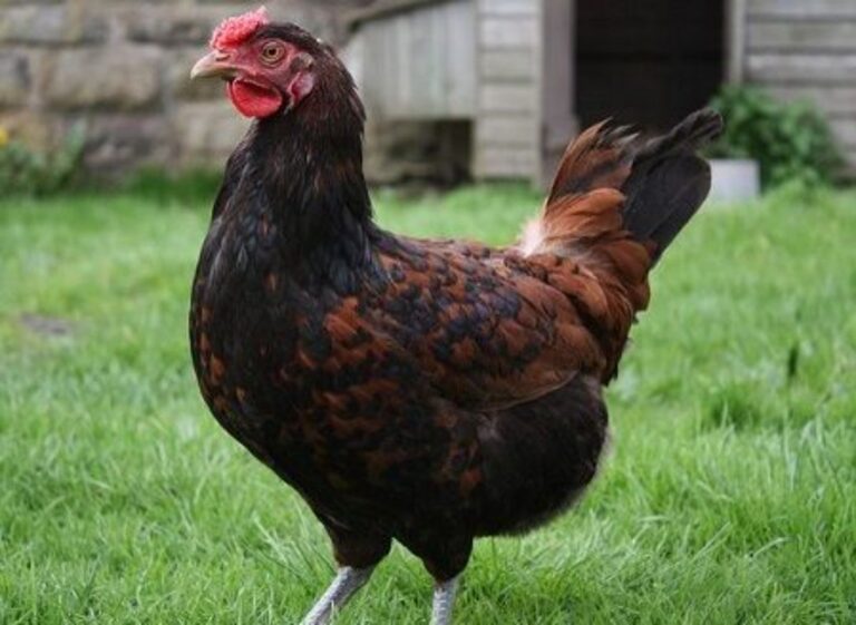 Derbyshire Redcap Chicken Breed Info - Chicken & Chicks Info