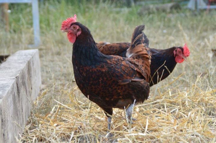 Derbyshire Redcap Chicken Breed Info - Chicken & Chicks Info
