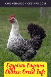 Egyptian Fayoumi Chicken Breed Info + Where to Buy - Chicken & Chicks Info